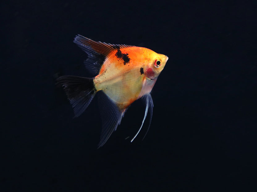 Red Devil Angelfish (Pterophyllum scalare 'Red Devil') - Tank Bred ...