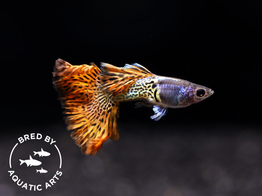 Shrimp Safe Fish (all shrimp) – Aquatic Arts
