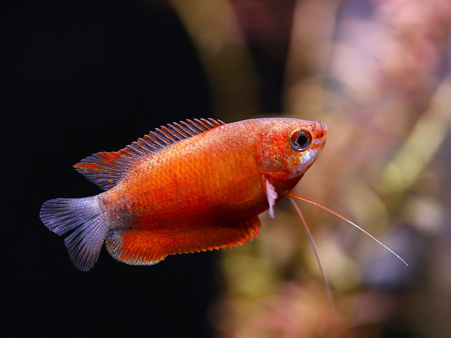 Freshwater Fish Store | Buy Live Fish Online - Aquatic Arts