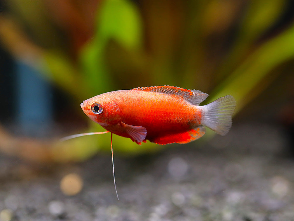 Red Robin Gourami (Trichogaster labiosa) - Tank Bred – Aquatic Arts