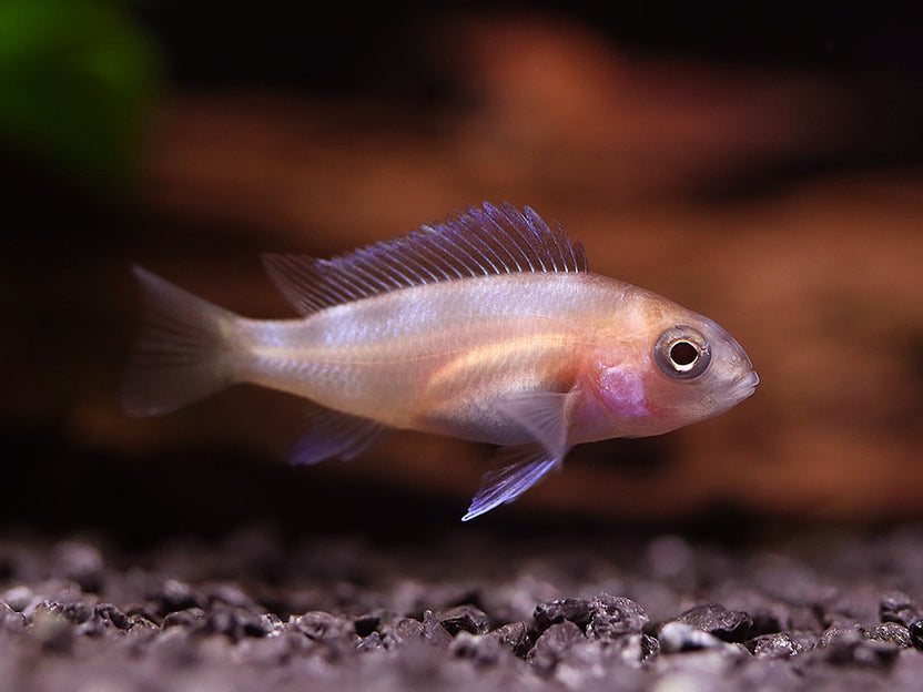 Freshwater Fish Store | Buy Live Fish Online - Aquatic Arts