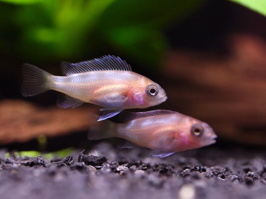 Freshwater Fish | 100% Live Arrival Guarantee – Aquatic Arts
