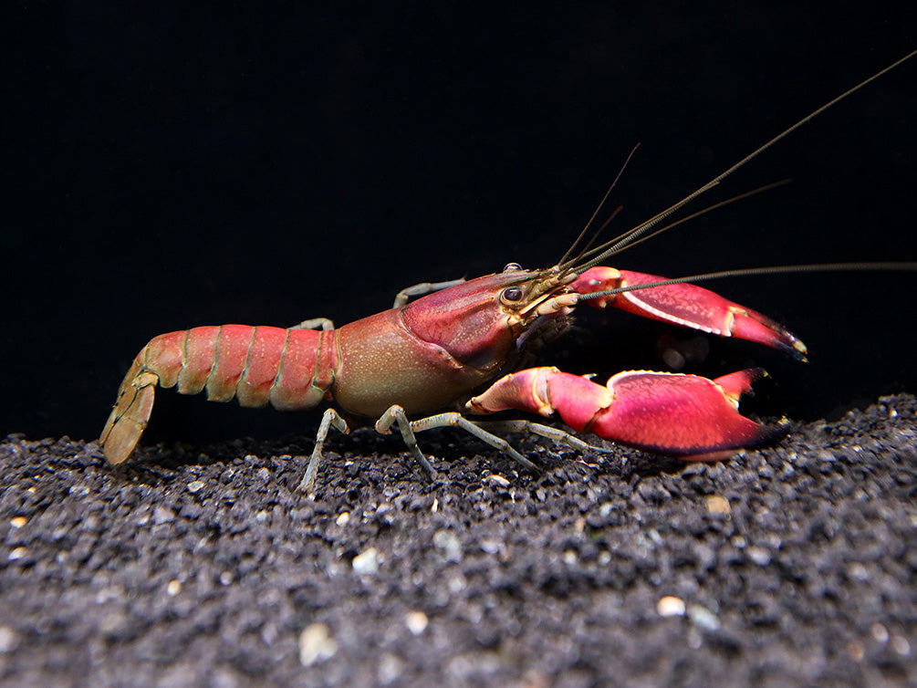 Red Chili AKA Red Brick Crayfish (Cherax wagenknechtae) - Aquatic Arts