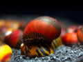 Red Racer Nerite Snail (Vittina waigiensis) - Aquatic Arts