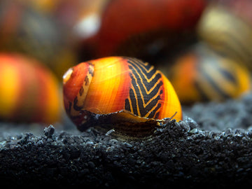 Red Racer Nerite Snail (Vittina waigiensis) - Aquatic Arts