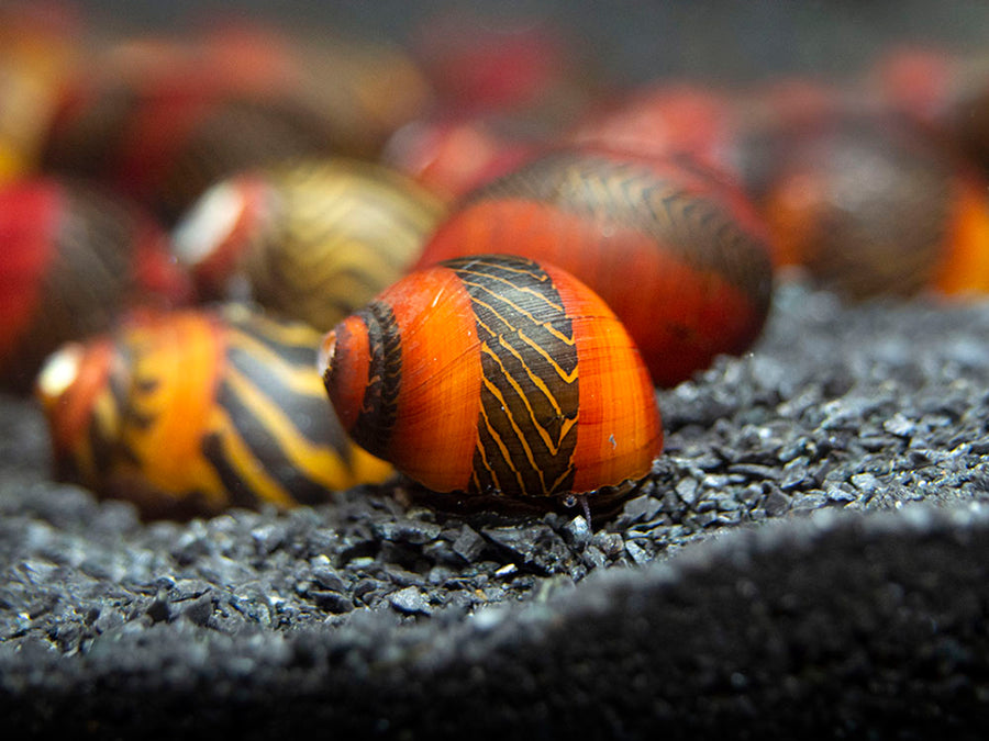 Red Racer Nerite Snail (Vittina waigiensis) - Aquatic Arts