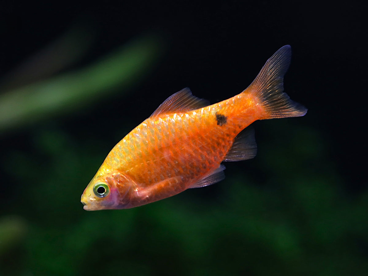 Rosy Barb (Puntius conchonius) – Tank Bred – Aquatic Arts