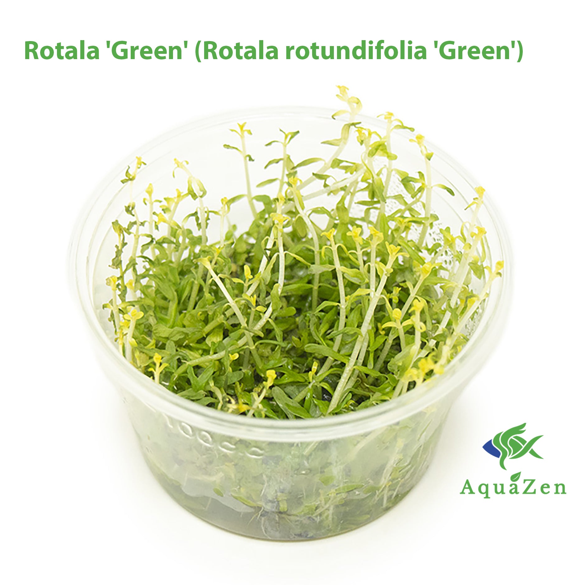 Rotala 'Green' (Rotala rotundifolia 'Green') Tissue Culture - Aquatic Arts