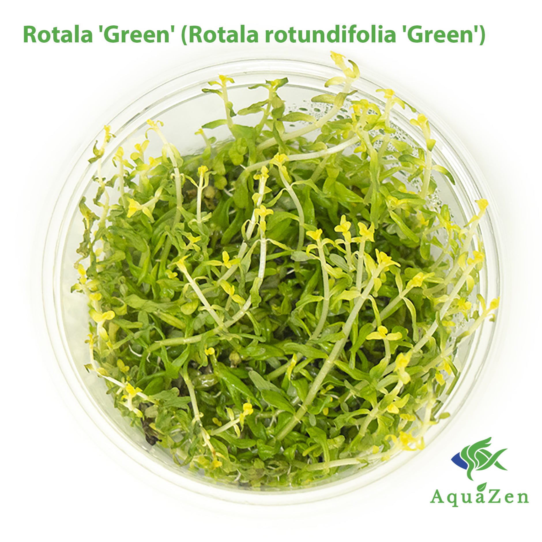 Rotala 'Green' (Rotala rotundifolia 'Green') Tissue Culture - Aquatic Arts