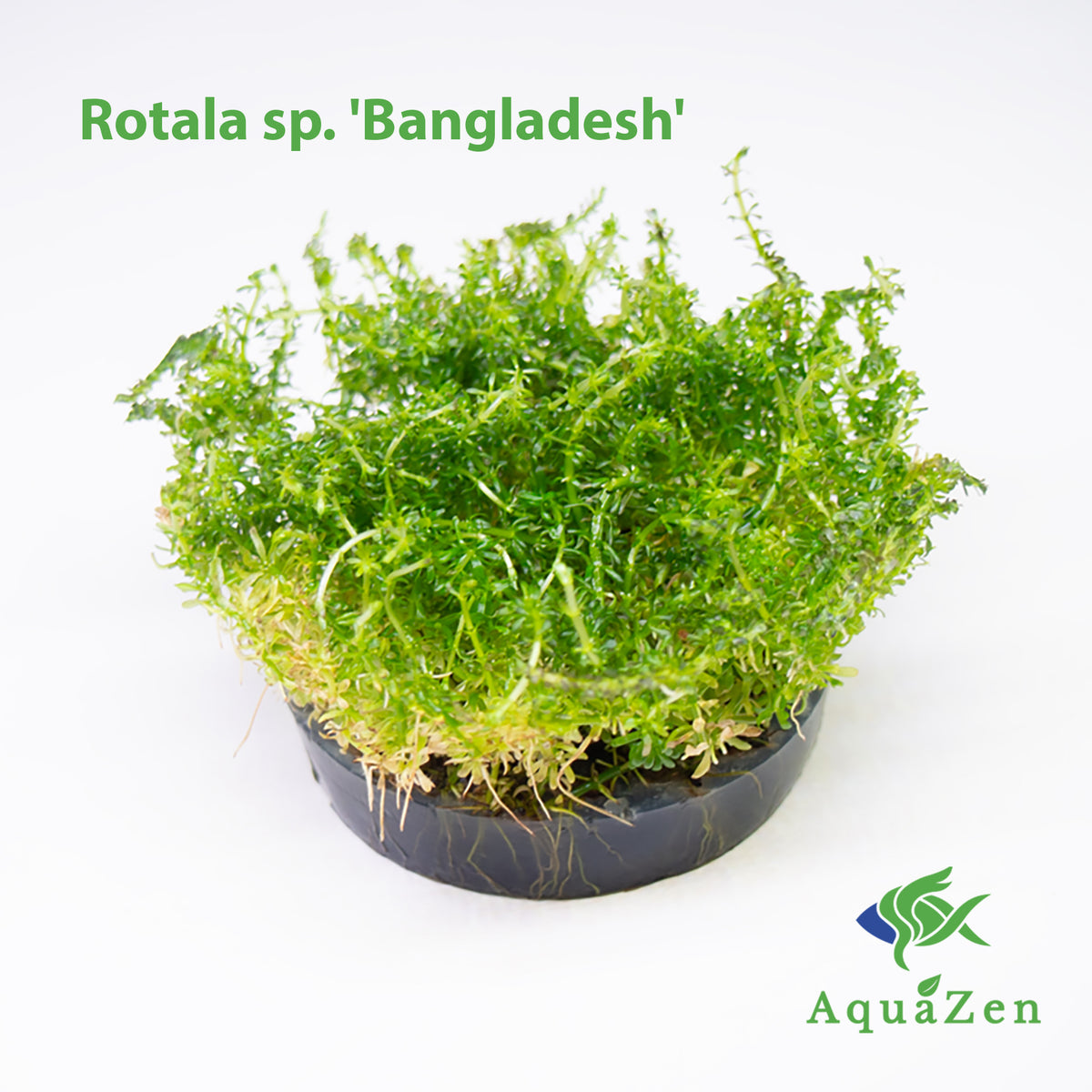 (Rotala sp. Bangladesh) Tissue Culture - Aquatic Arts