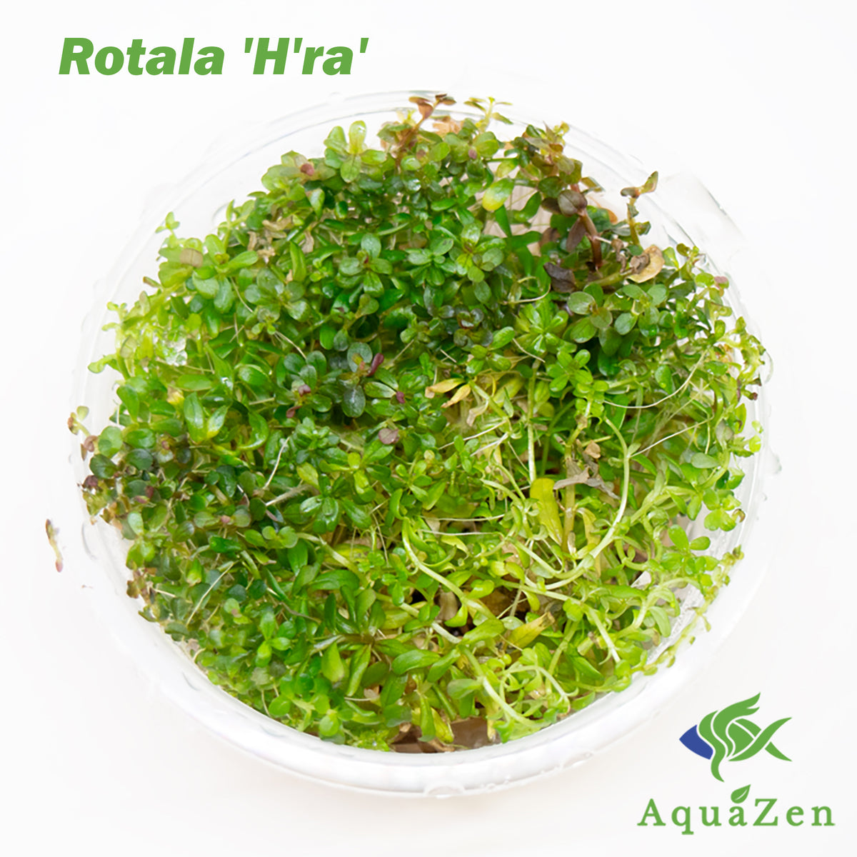 Rotala 'H'ra' (Rotala Rotundifolia 'H'ra' ) Tissue Culture - Aquatic Arts
