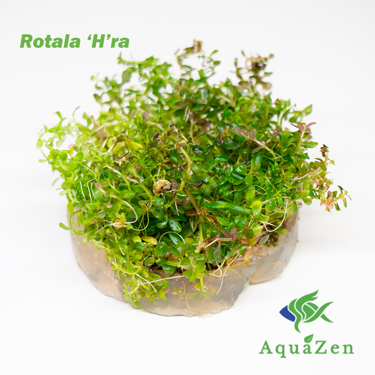 Rotala 'H'ra' (Rotala Rotundifolia 'H'ra' ) Tissue Culture - Aquatic Arts