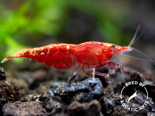 Painted Fire Red Cherry Shrimp, Locally-Bred - Aquatic Arts
