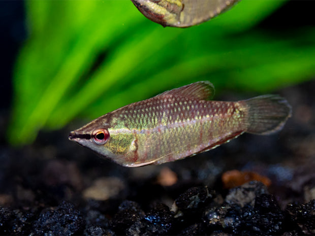 Samurai Gourami aka "Vaillant's Chocolate Gourami" (Sphaerichthys ...