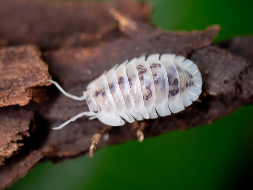 Shiro Utsuri Isopods "Samurai Soldier" formally 'Cubaris' (Nesodillo a ...