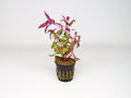 Scarlet Temple (Alternanthera reineckii) - Aquatic Arts