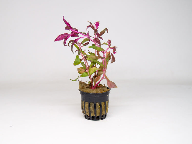 Scarlet Temple (Alternanthera reineckii) - Aquatic Arts