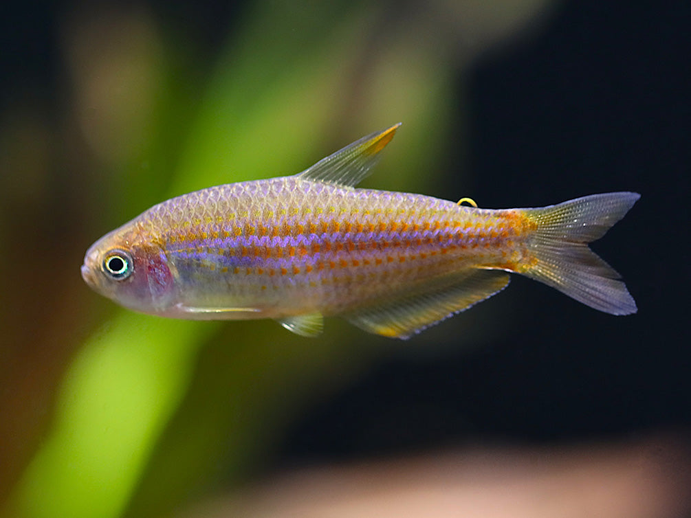 Scratched Inpa Tetra (Inpaichthys parauapiranga) – Tank Bred – Aquatic Arts
