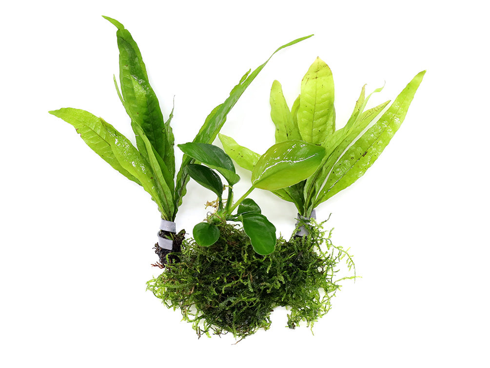 Bred By Aquatic Arts Planted Neocaridina Shrimp Combo Box (Neocaridina