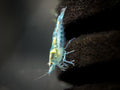 Sky Blue Velvet Shrimp - Aquatic Arts