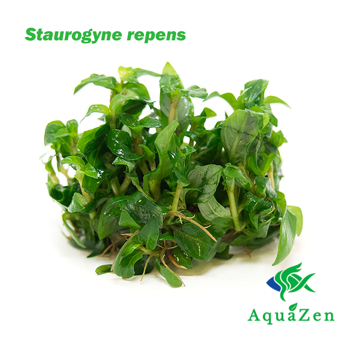 Staurogyne repens Tissue Culture - Aquatic Arts