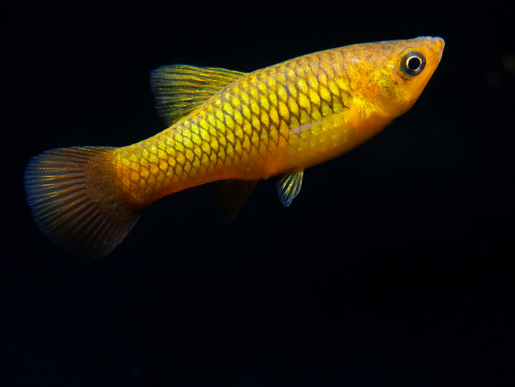 Sunset Variatus Platy (Xiphophorus maculatus) - Aquatic Arts on sale ...