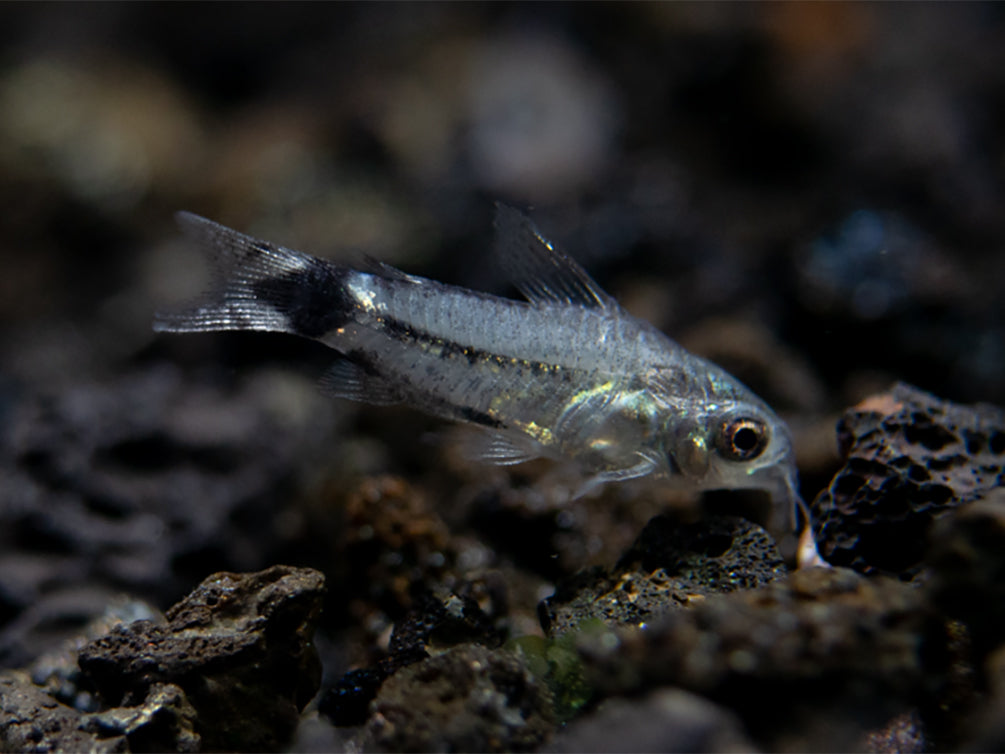 Tail Spot Pygmy Cory (Corydoras hastatus) - Tank-Raised! - Aquatic Arts