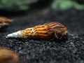 Tiger Spike Chopstick Snail (Stenomelania acutospira) - Aquatic Arts
