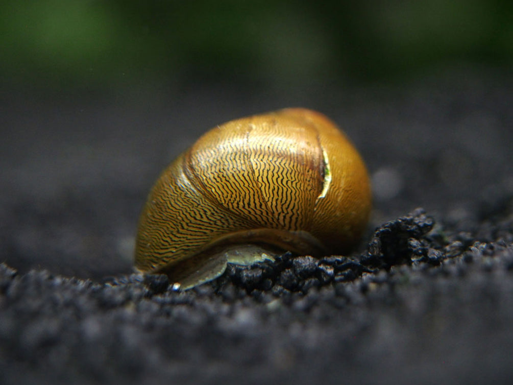 Olive Nerite Snails - Aquatic Arts on sale today for $ 2.99