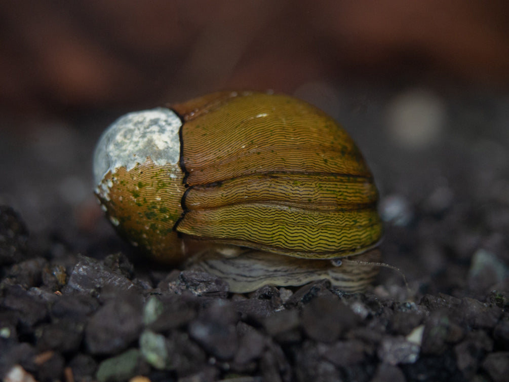 Olive Nerite Snails - Aquatic Arts on sale today for $ 2.99