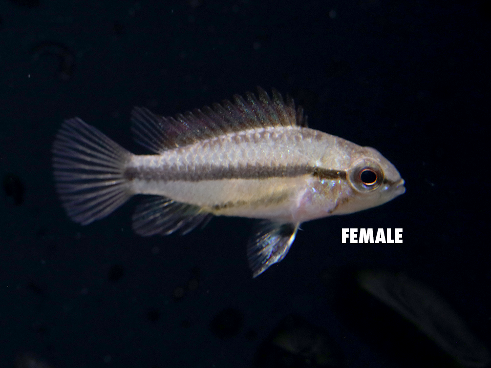 Dwarf Cichlids – Aquatic Arts