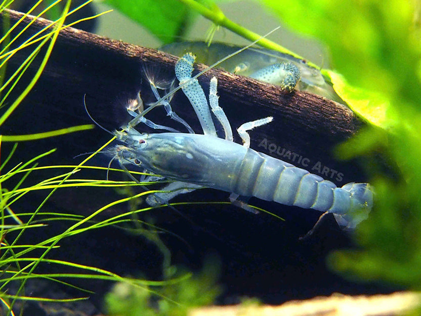 Vampire AKA Viper Shrimp (Atya gabonensis) - Aquatic Arts