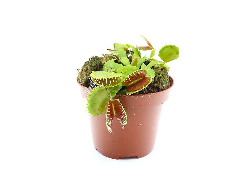Venus Fly Trap (Dionaea muscipula) - Potted Carnivorous Plant – Aquatic ...