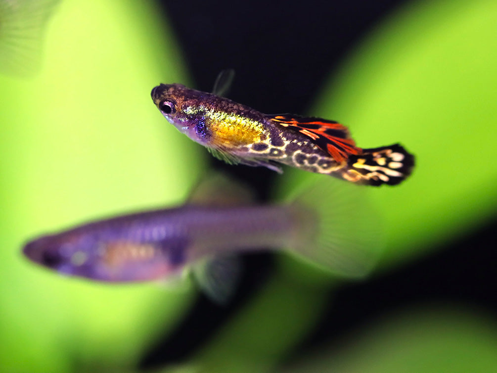 Guppy Fish Tank Red Metal Dragon Guppy Pair ~ 3cm