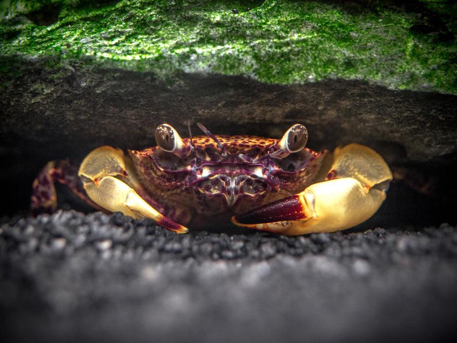 Panther Crabs - Aquatic Arts