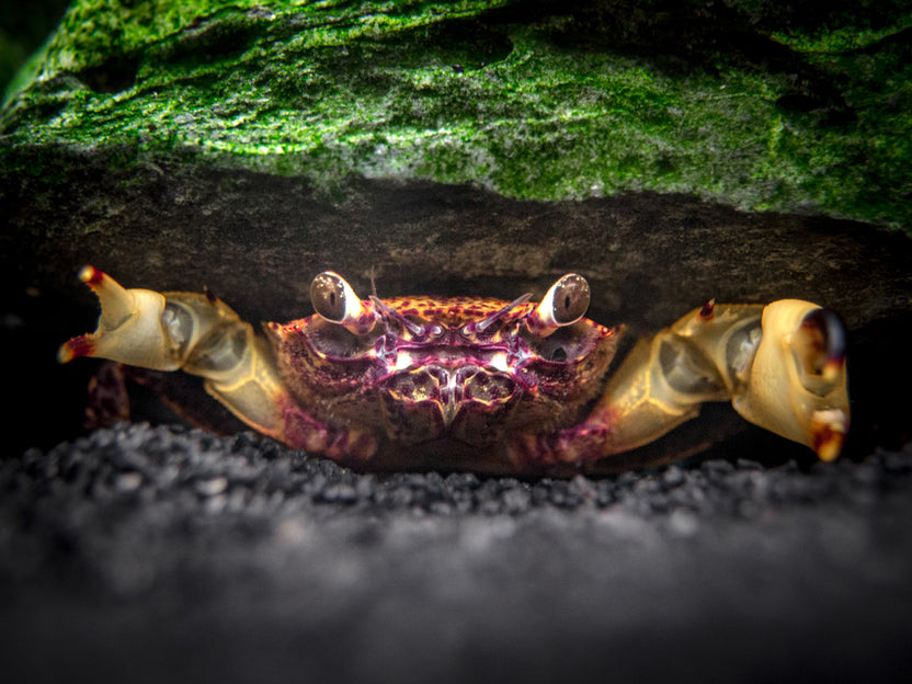 True Freshwater Aquatic Crabs – Aquatic Arts