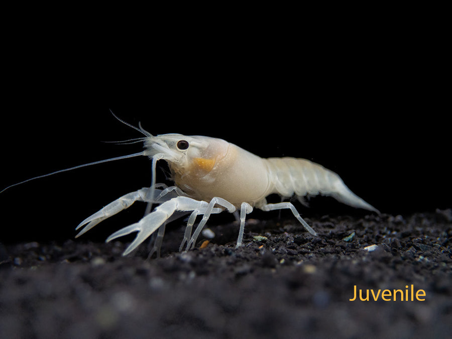 White Specter Crayfish - Aquatic Arts