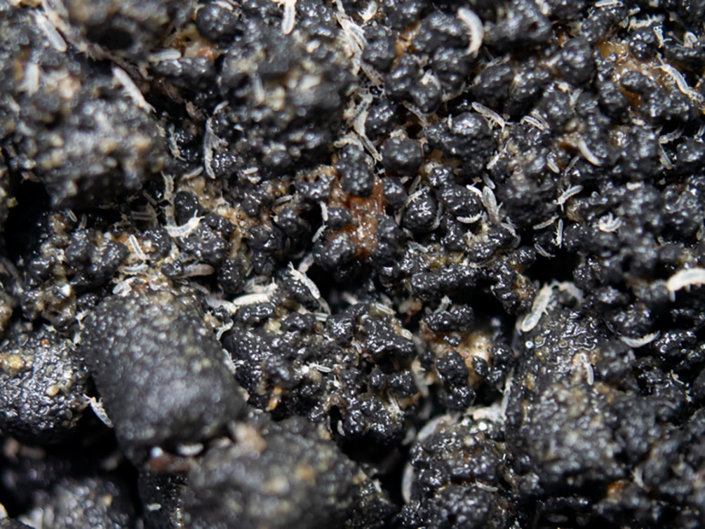 White Tropical Springtails (Collembola springtails sp.) - Bred by: Aqu ...