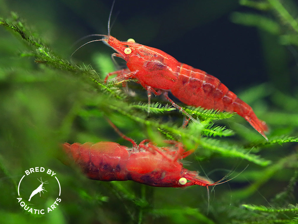 Yellow Eye (YE) Red Supreme Neocaridina Shrimp – Bred by Aquatic Arts