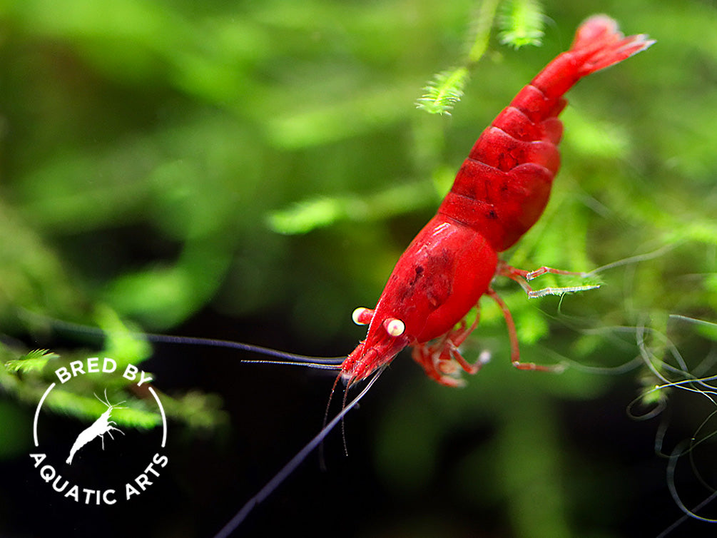 Yellow Eye (YE) Red Supreme Neocaridina Shrimp – Bred by Aquatic Arts