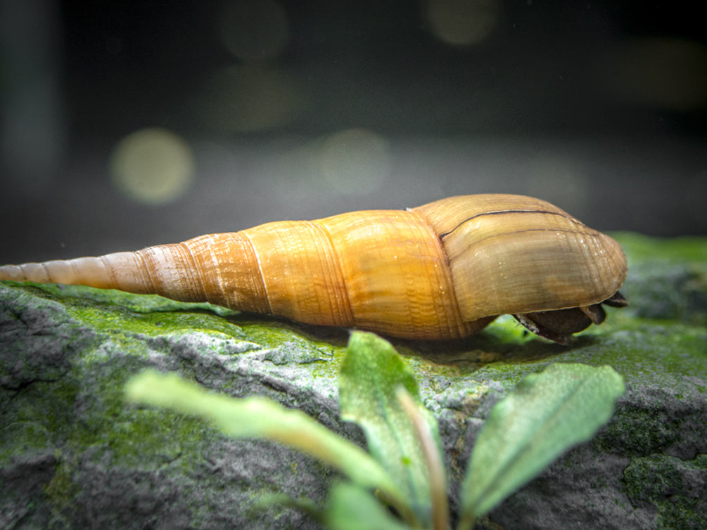 Yellow Chopstick Snail (Stenomelania plicaria) - Aquatic Arts