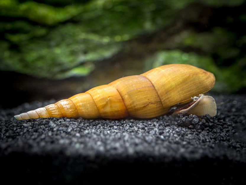 Yellow Chopstick Snail (Stenomelania plicaria) - Aquatic Arts