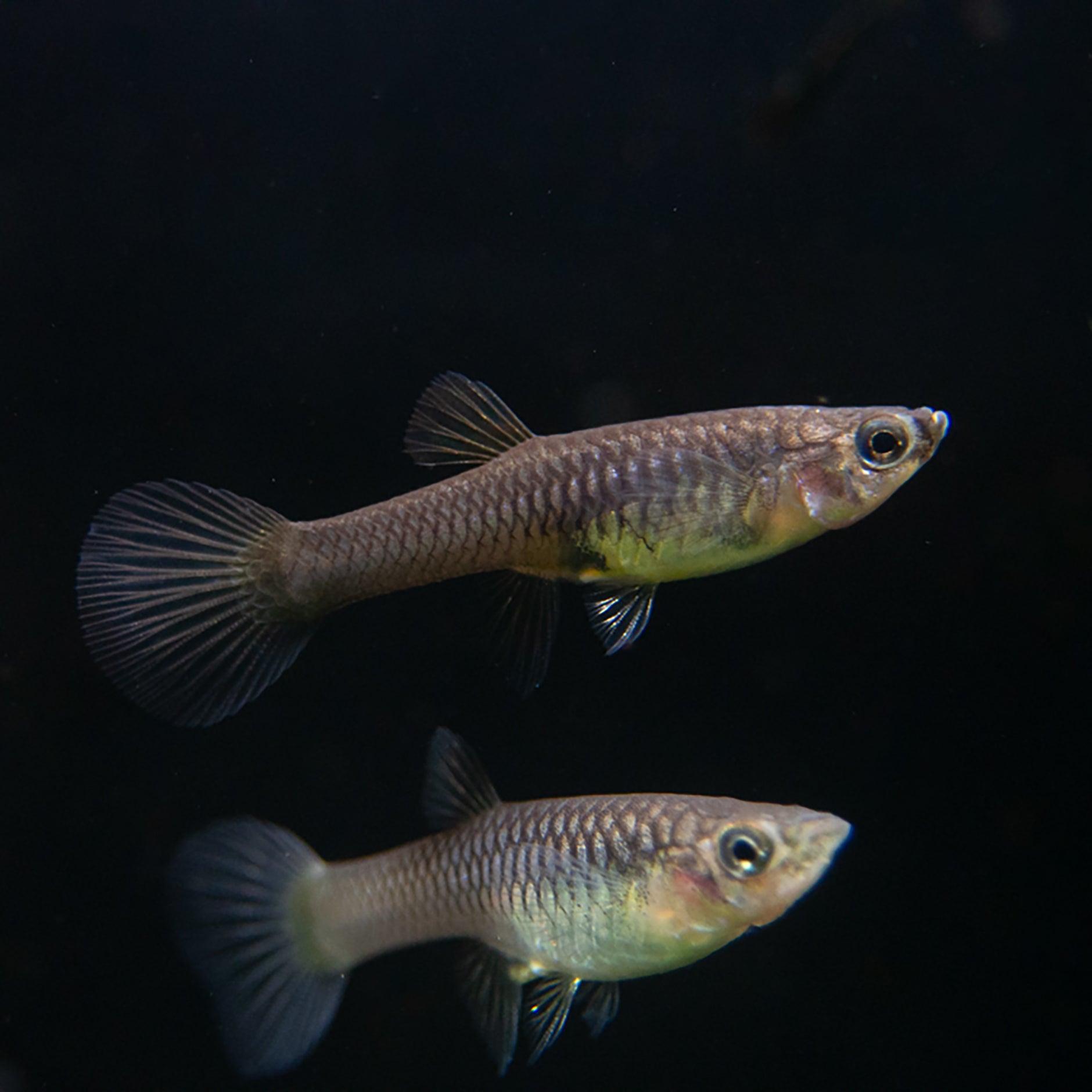 Yellow Tiger Endler (Poecilia wingei), Male and Female - Aquatic Arts ...