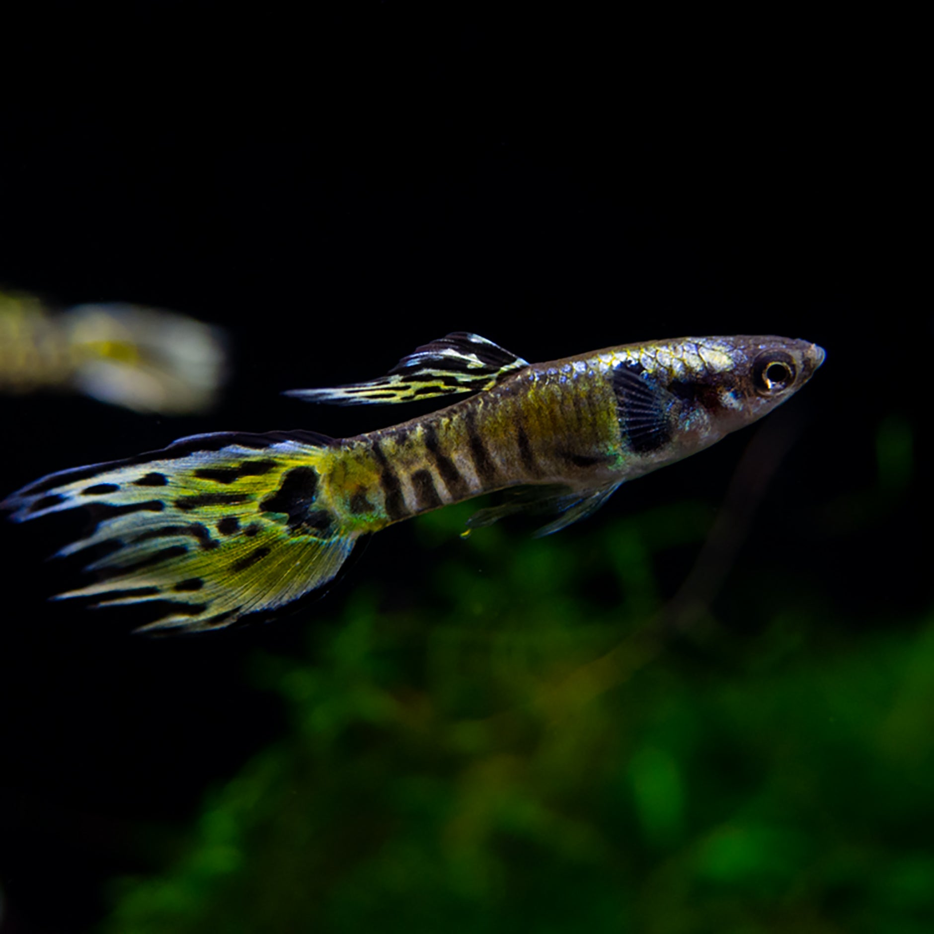 Yellow Tiger Endler (Poecilia wingei), Male and Female - Aquatic Arts