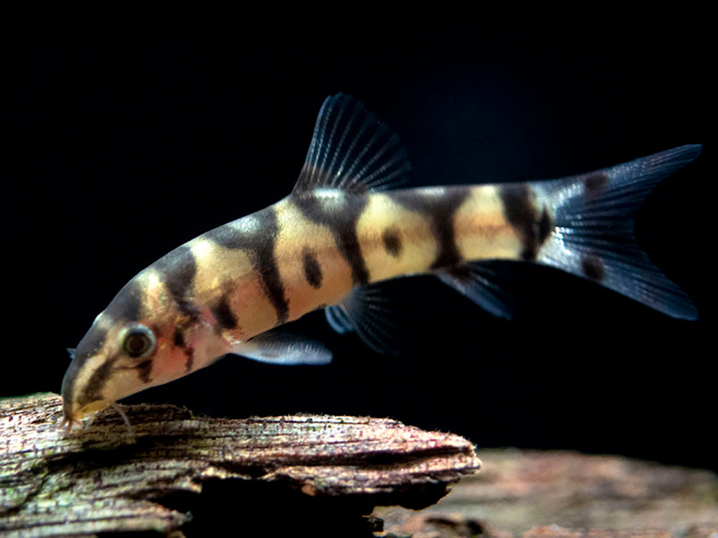 Yo-Yo Loach (Botia almorhae) - Aquatic Arts on sale today for $ 15.99