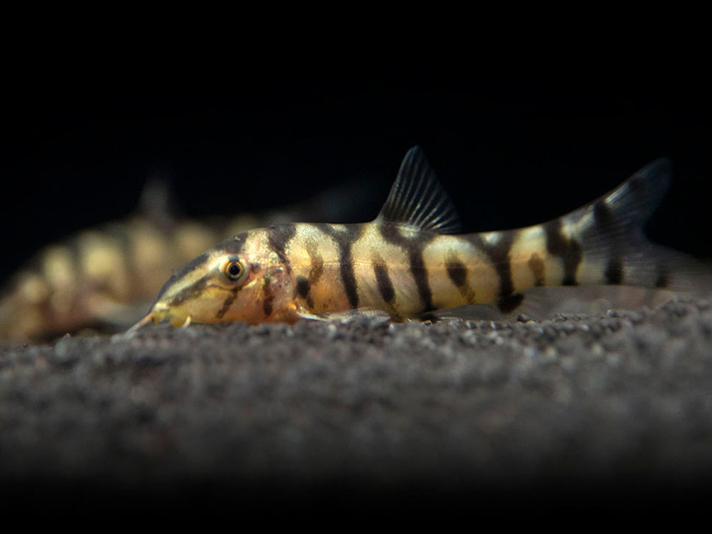 Yo-Yo Loach (Botia almorhae) - Aquatic Arts on sale today for $ 15.99