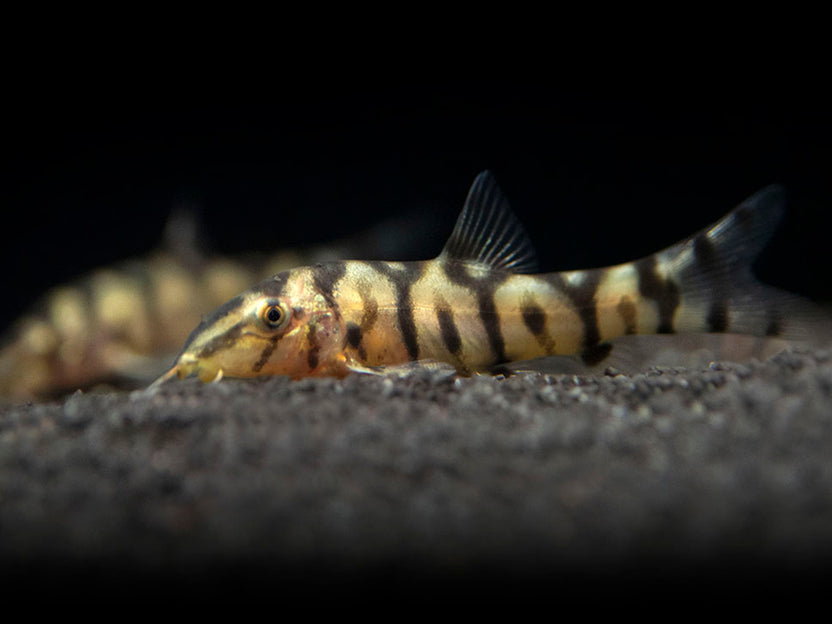 Yo-Yo Loach (Botia almorhae) - Aquatic Arts