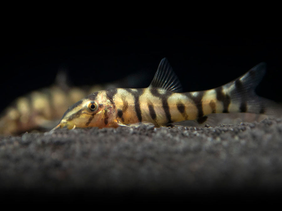 Yo-Yo Loach (Botia almorhae) - Aquatic Arts