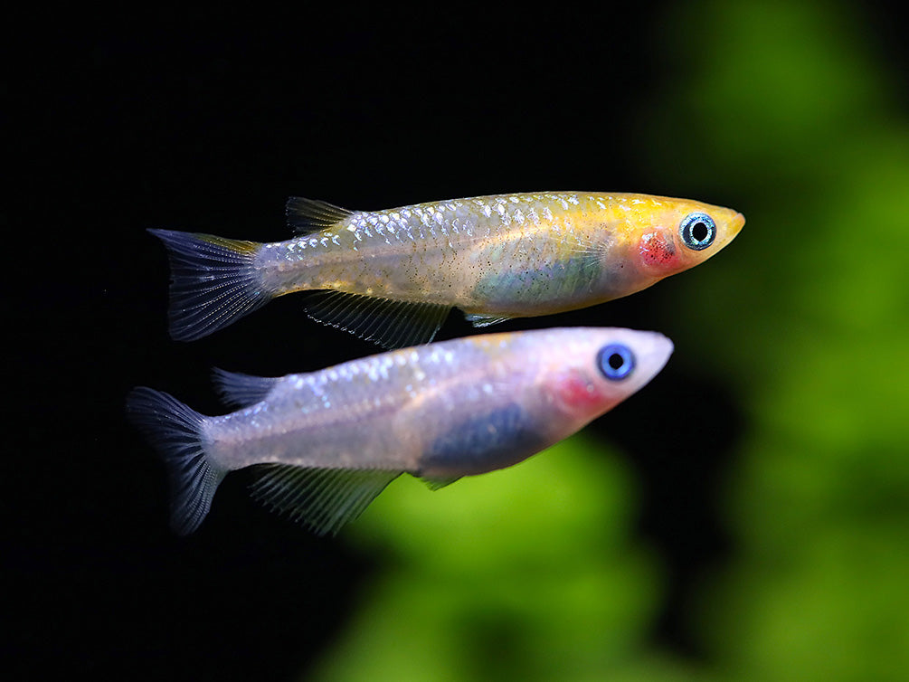 Yurishisu Medaka Ricefish (Oryzias latipes 'Yurishisu') – Tank Bred ...