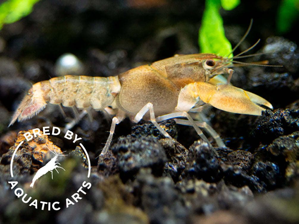Zebra Crayfish - Aquatic Arts